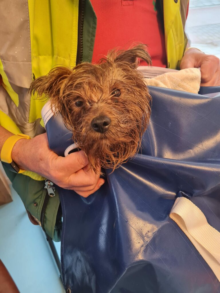 Hondje opzettelijk gedumpt in ondergrondse vuilcontainer - 112Brabant