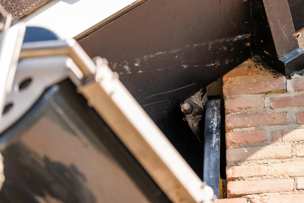 Brandweer redt vastzittende Zwaluw op dak - 112Brabant