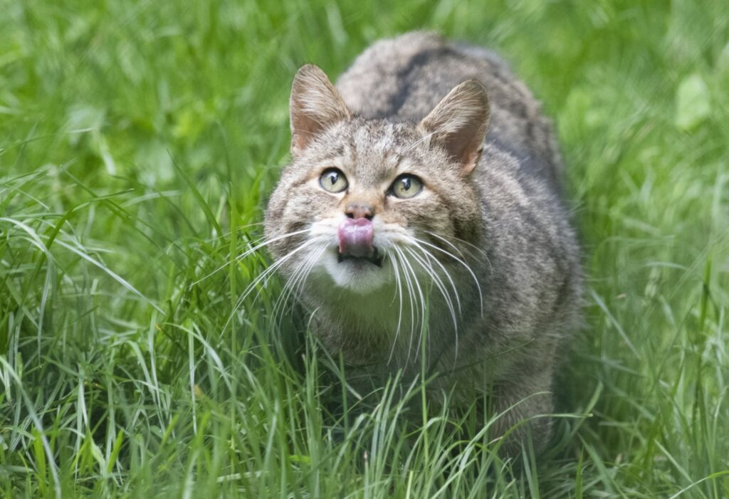 Wilde kat rukt op naar zuidoosten van Noord-Brabant - 112Brabant